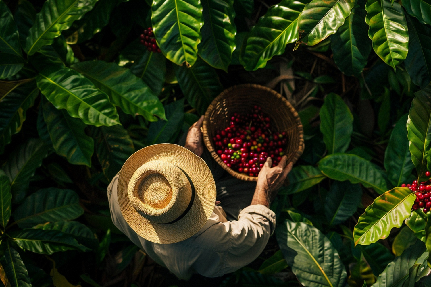 Como plantar café no quintal: dicas essenciais - Carteira de Trabalho
